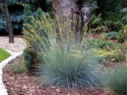 Festuca glauca – ukrasna trava