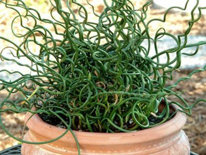 Juncus Twister ukrasna spiralna trava