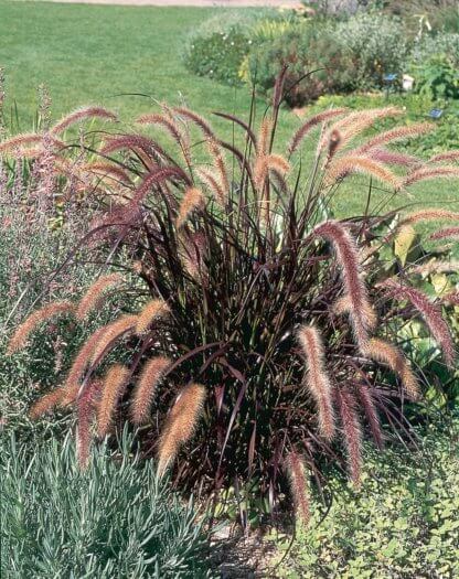 Pennisetum African – ukrasna trava