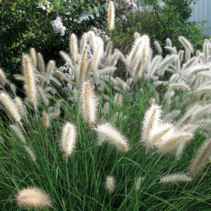 Pennisetum Alopecuroides cassian ukrasna trava