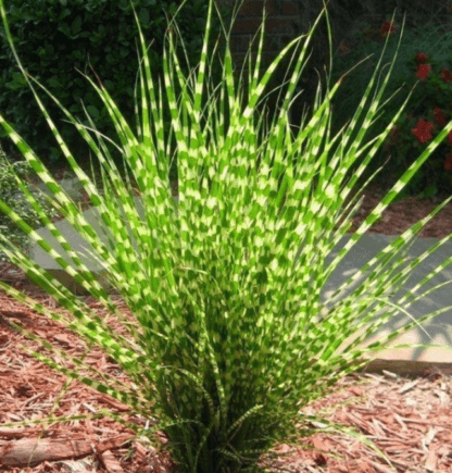 Zebrina trava – Niscanthus sinesis zebrinus