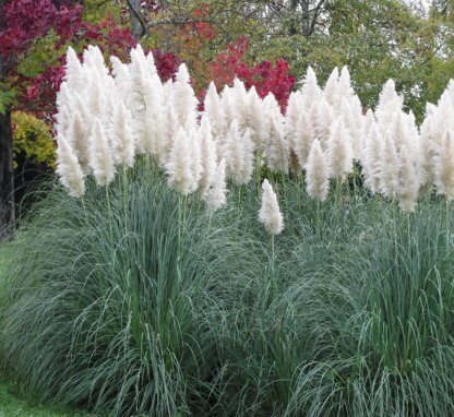 Pampas trava – BELA 50-80 cm