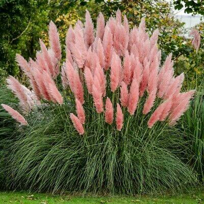 Pampas trava – ROZE 50-80 cm