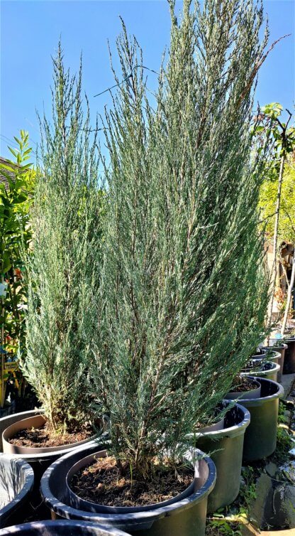 Juniperus scopulorum ‘Skyrocket’ – Nebeska raketa 170 – 200 cm