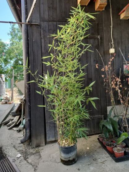 Zlatni bambus Phyllostachys aurea 150-170cm