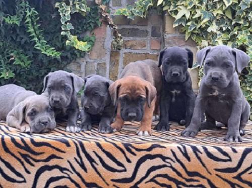 Cane corso