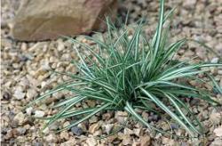 Carex variegata