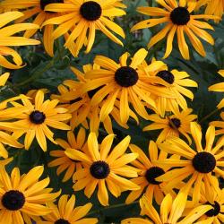 Rudbekija - rudbeckia