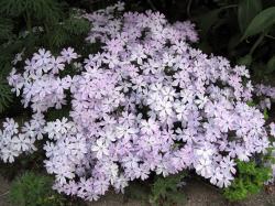 FLOKS polegli- Phlox subulata - sa slika