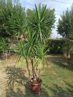 Yucca gigantea - drvo života