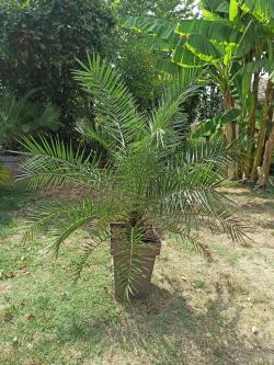 Phoenix dactylifera-urmina palma, datula