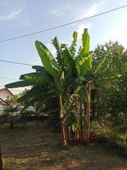 Banane za dvorišta
