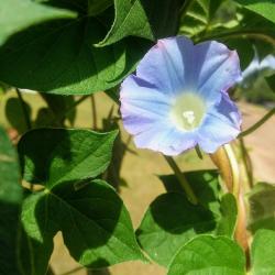 Ladolež ( Ipomea hederacea )