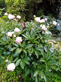 Bozur(paeonia)