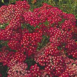 Achillea millefolium-cvet crvene boje