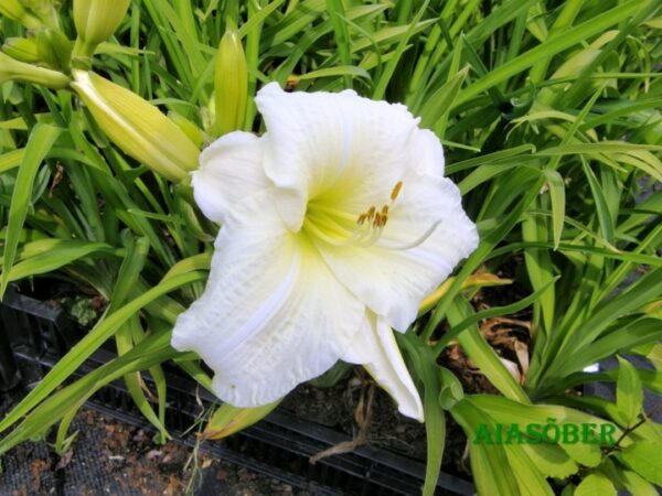 Hemerocallis Cool It