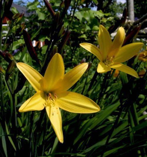 Hemerocallis dumortierii Citrina