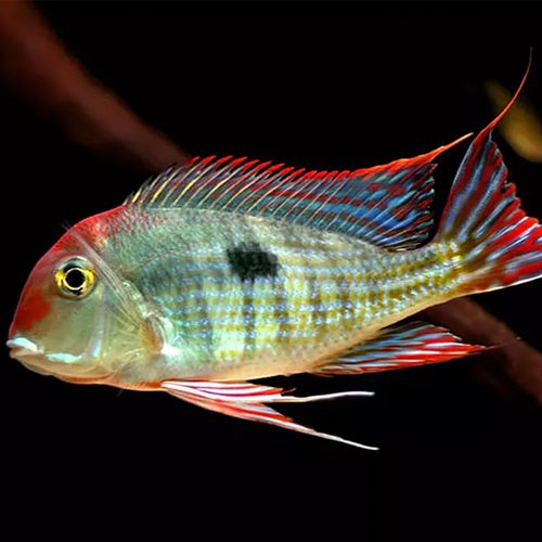 Geophagus red head tapajos