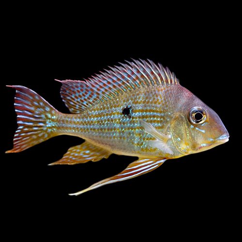 Geophagus Megasema