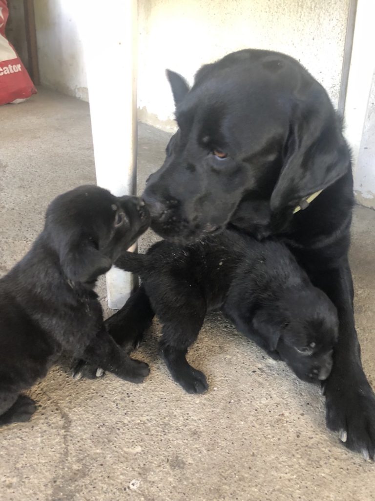 Labrador retriver štenci