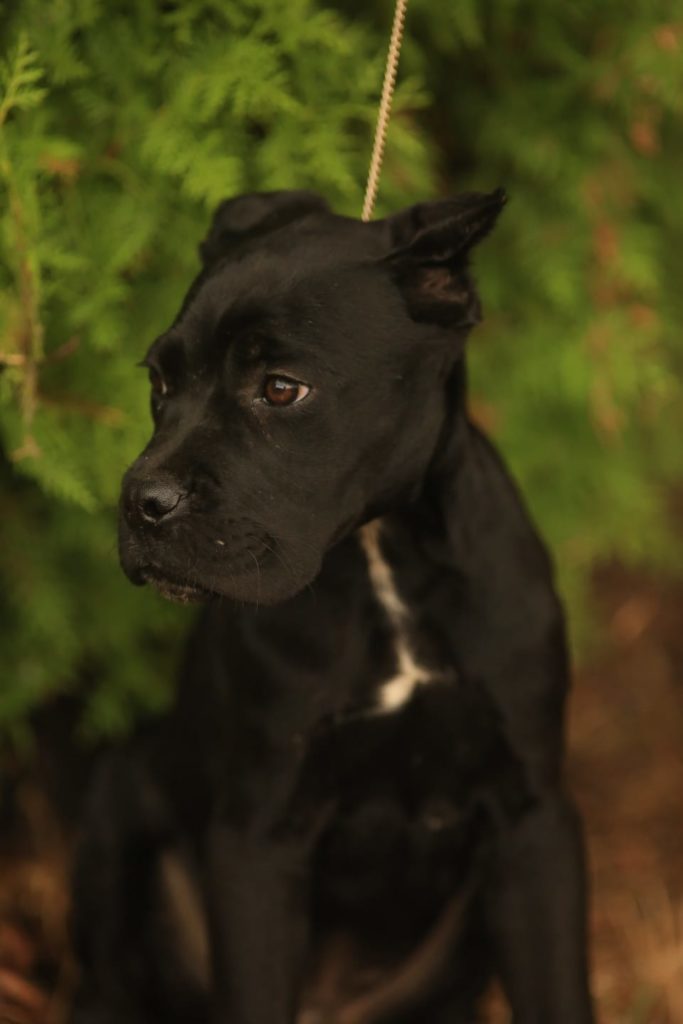 Cane Corso