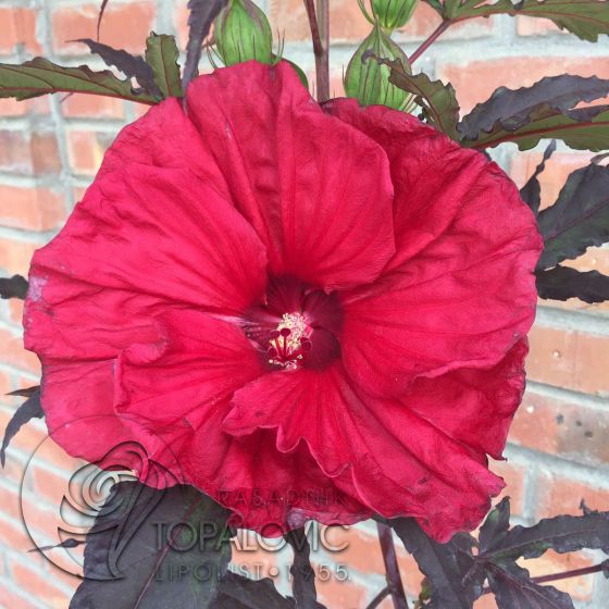 Hibiscus moscheutos Carrousel 'Giant Red' • C 4 l •