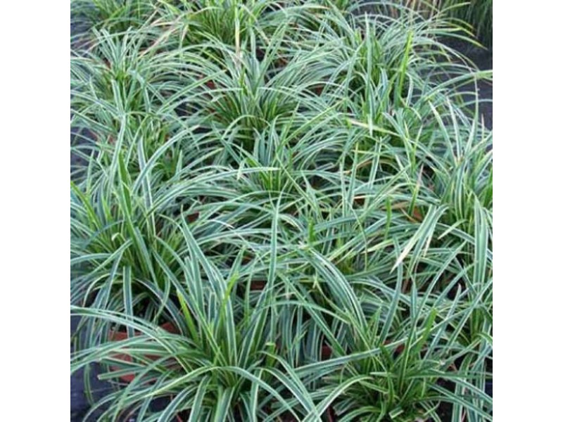 Carex trava morrowii variegata