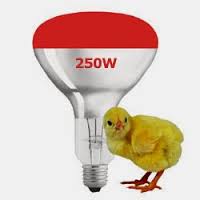 Sijalica 250w kvocka