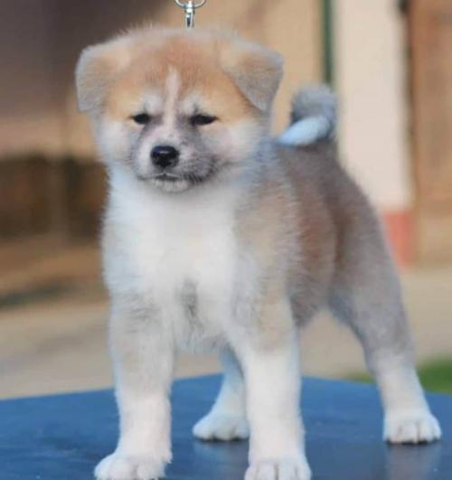 Akita Inu