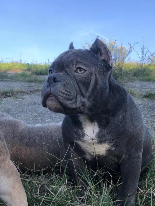 American Bully Pocket Micro Americki Buli