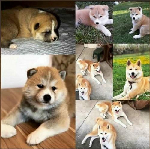 Japanska AKITA INU