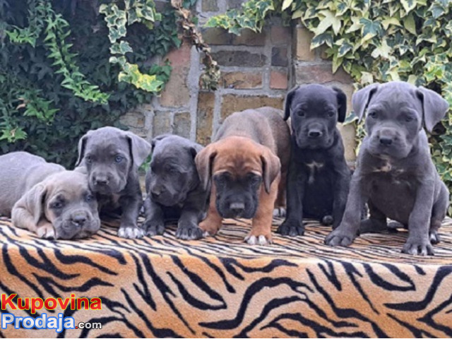 Cane corso