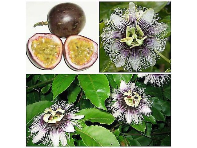 Passiflora Edulis (25 semenki) Marakuja Purple Giant