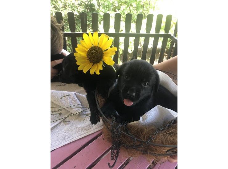 Labrador retriver štenci