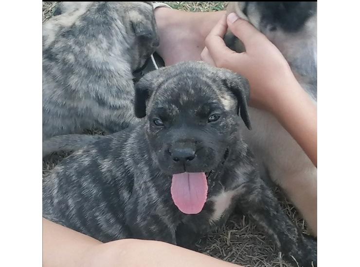 Presa Canario štenci