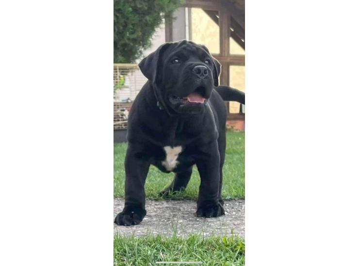 Južnoafrički mastif Boerboel ( South African Mastiff- Boerboel )