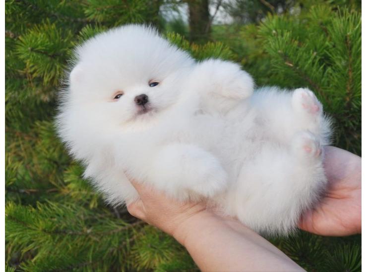 Pomeranac