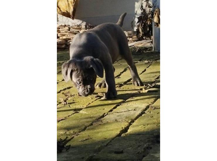 Cane Corso štenci