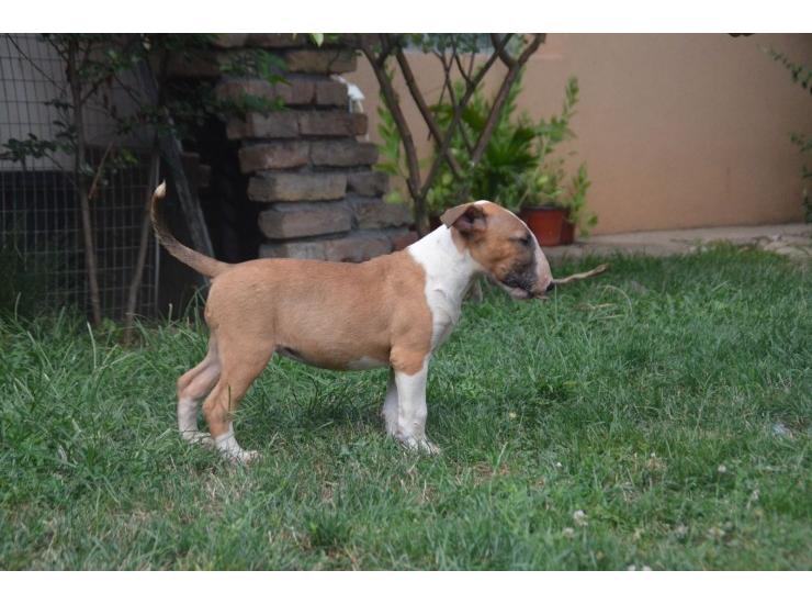 Bull Terrier štenci