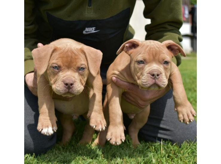 American Bully Pocket