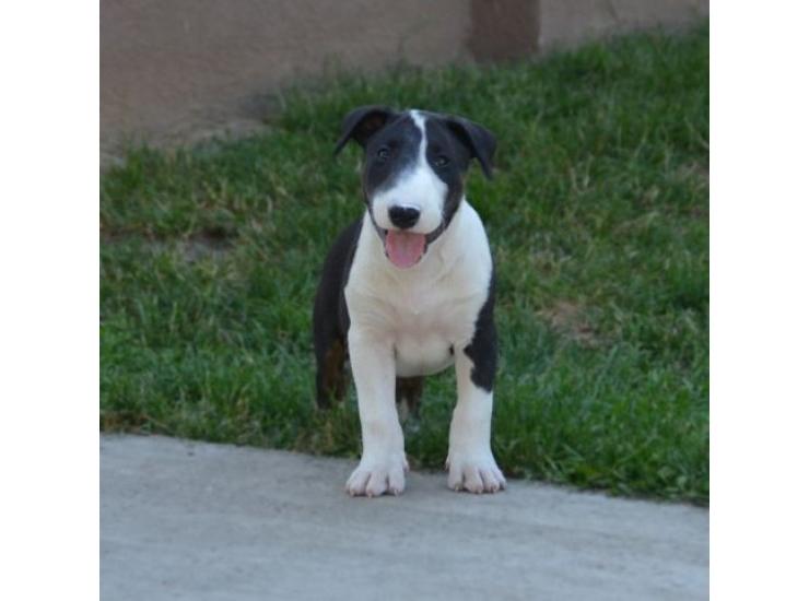 Bull terrier štenci