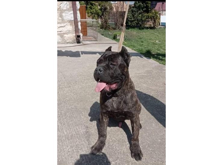 Cane Corso