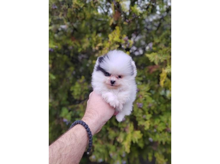 Pomeranac-BOO