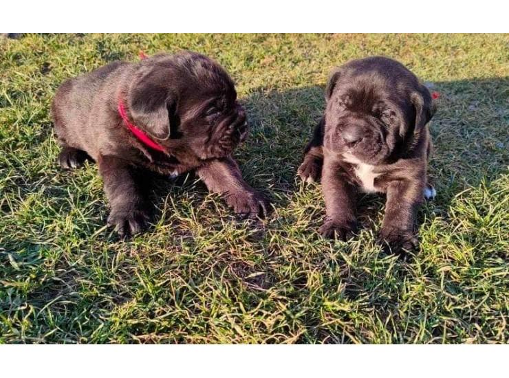 Cane corso