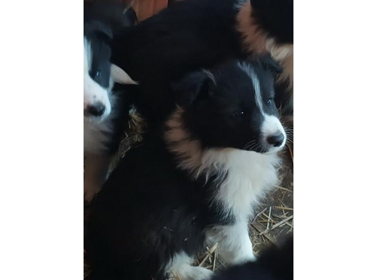 Border collie