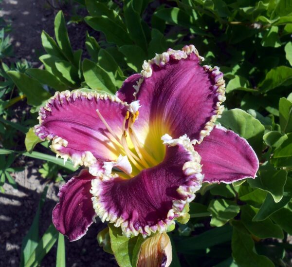 Hemerocallis David Kirchoff