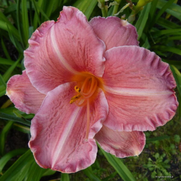 Hemerocallis Pretty Fancy