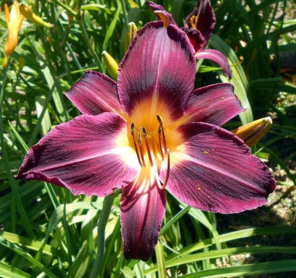 Hemerocallis Strutters Ball P516