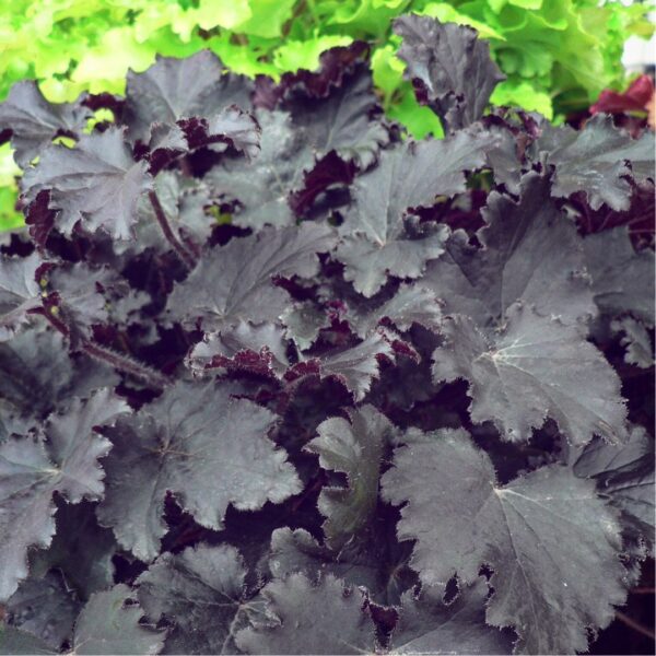 Heuchera Binoche P673