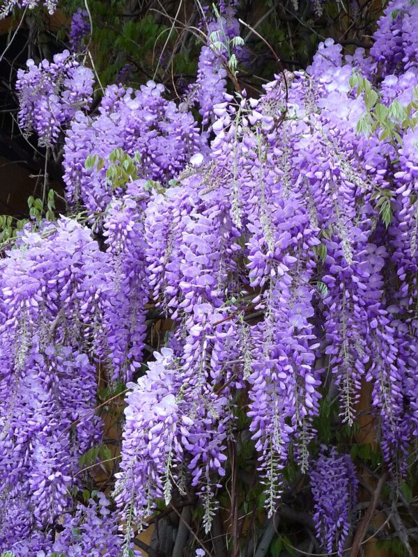 Wisteria (Glicinia) – Plava kiša S0122 1 sadnica